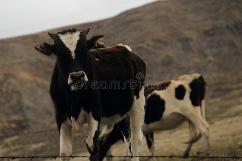Cows stock image. Image of venezuela, cows, animals - 145478803