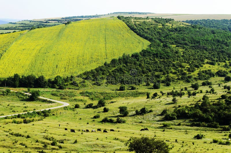 Cows Grazing on a Spring Meadow in Sunny Day Stock Image - Image of ...