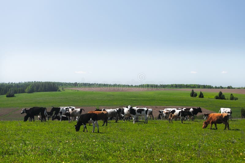 Cows stock image. Image of spring, graze, mammal, rural - 65946509