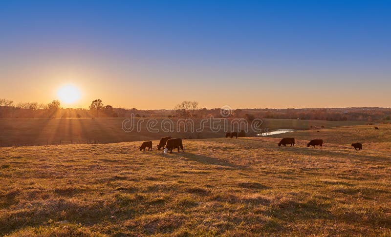 Cows Grazing at Sunset stock photo. Image of fresh, fall - 140297496
