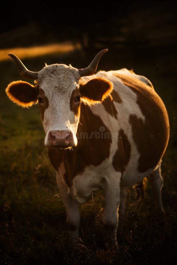 Cows grazing at sunset stock photo. Image of agriculture - 200286834