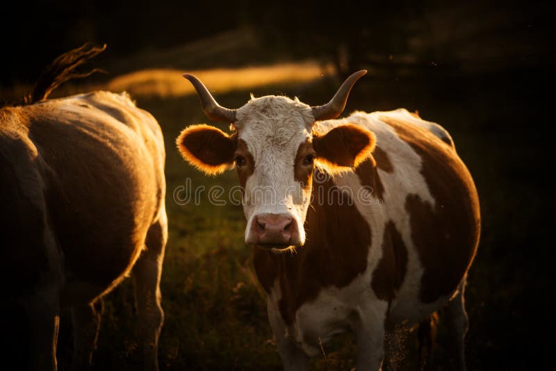 Cows grazing at sunset stock image. Image of industry - 201393849