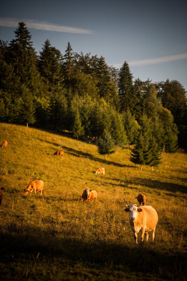 Cows grazing at sunset stock image. Image of nature - 206758469