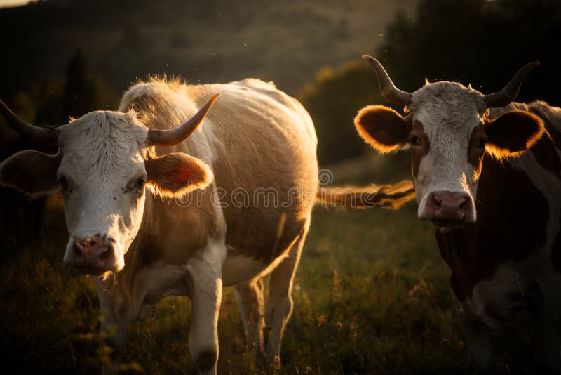 Cows grazing at sunset stock photo. Image of herd, idyllic - 208482618
