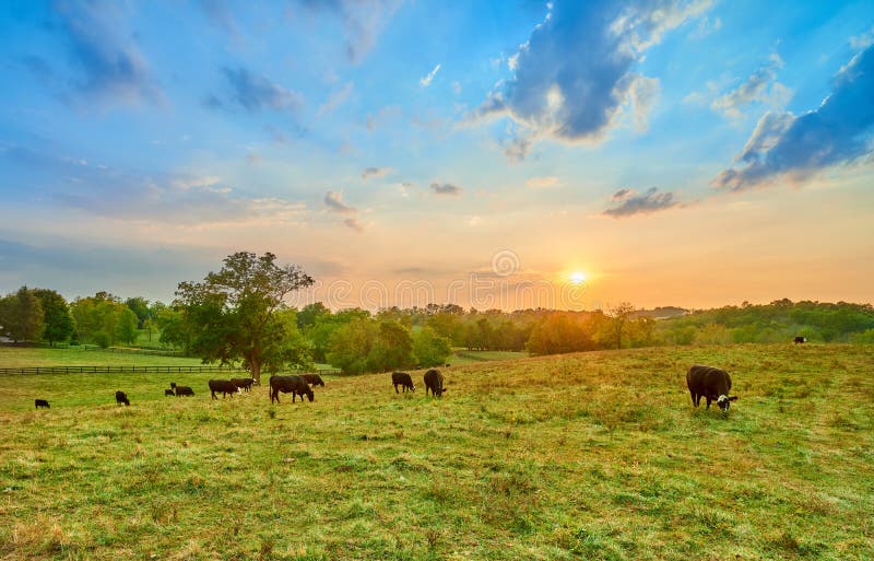 Sunset On Field Of Black Cows Grazing On Grass Stock Image - Image of ...