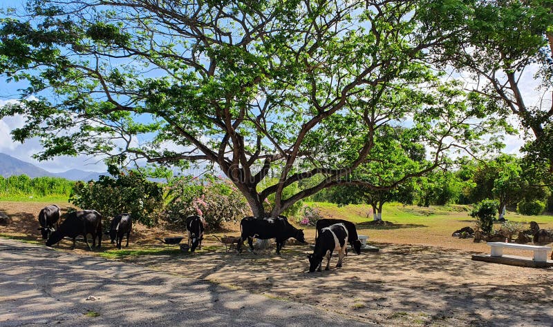 Cows Grazing Under the Beautiful Tree Stock Image - Image of savanna ...