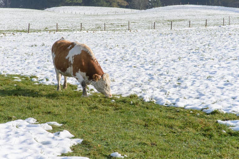 Feeding Snowy Cows Stock Photos - Free & Royalty-Free Stock Photos from ...