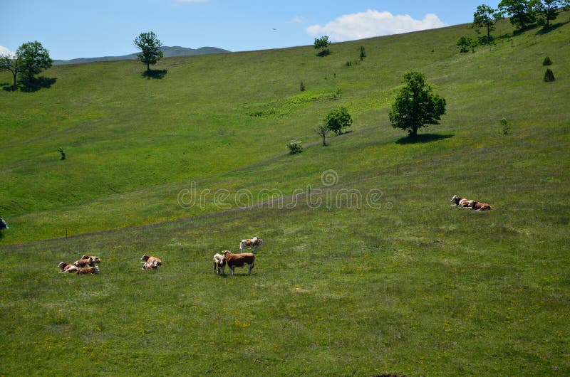 Cows on a Green Country Field Stock Photo - Image of scenery ...