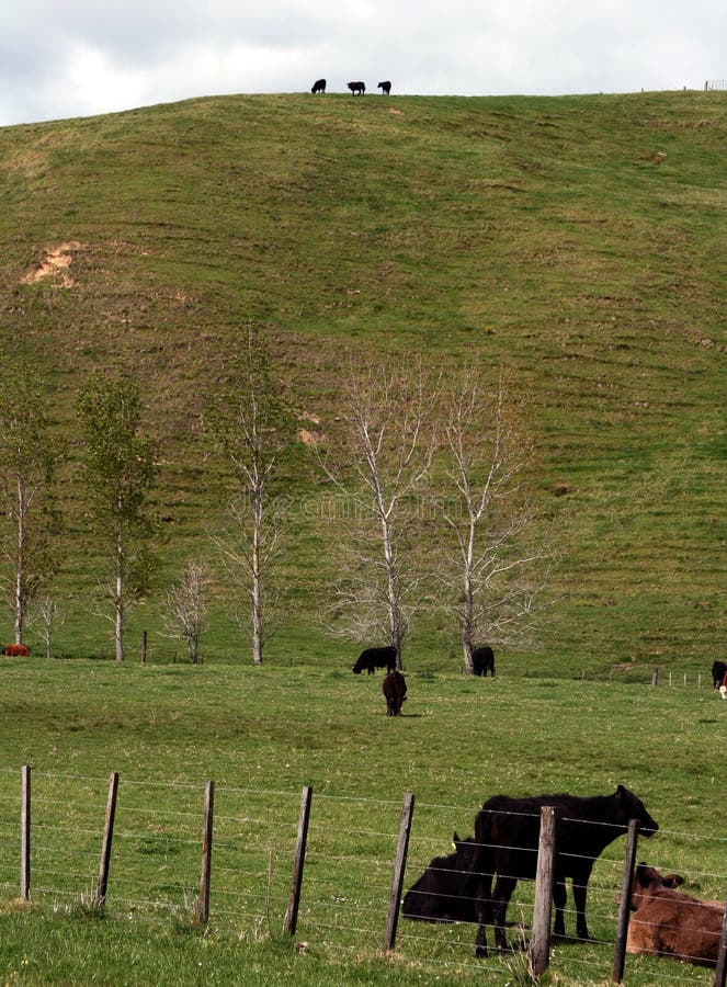 Cows in green field stock photo. Image of dairy, grass - 11158250