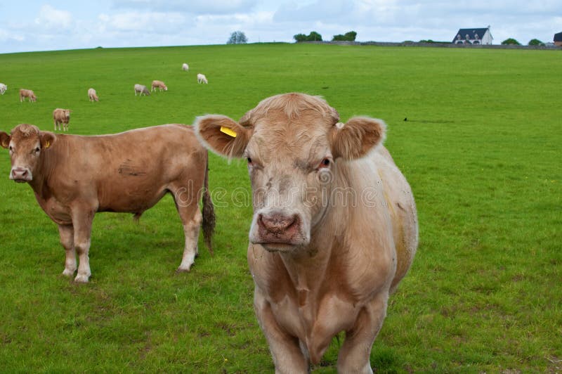 Cows in a green field stock photo. Image of animal, livestock - 14602838