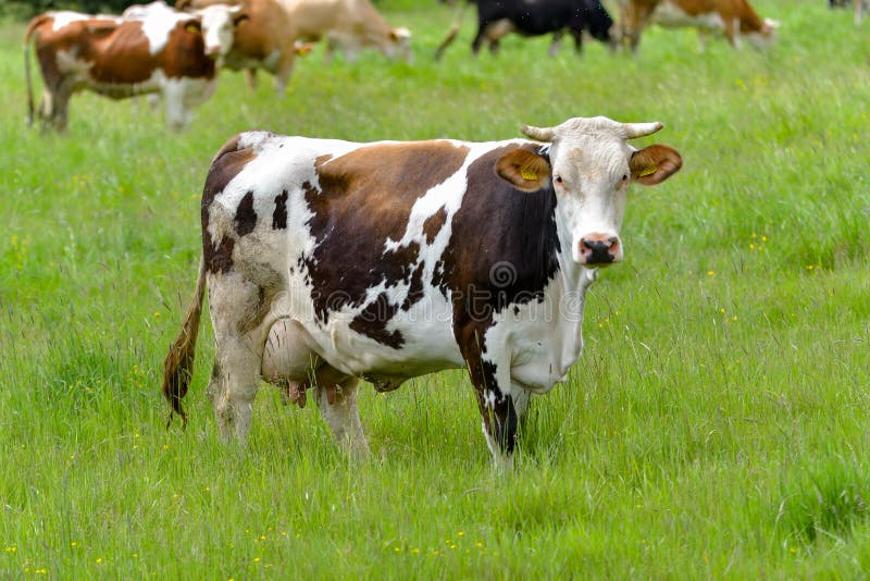 Cows on green field stock image. Image of beast, bovine - 187629619