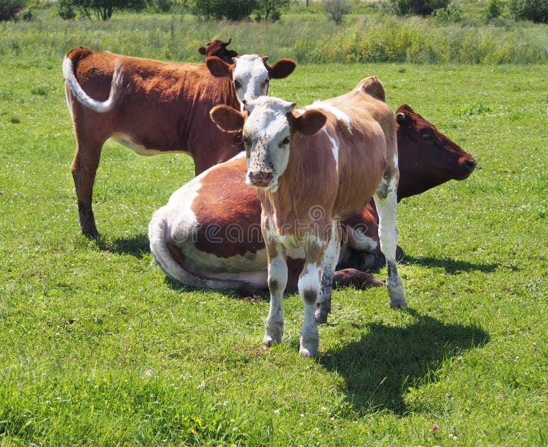Cows in green field stock photo. Image of nature, countryside - 25838452