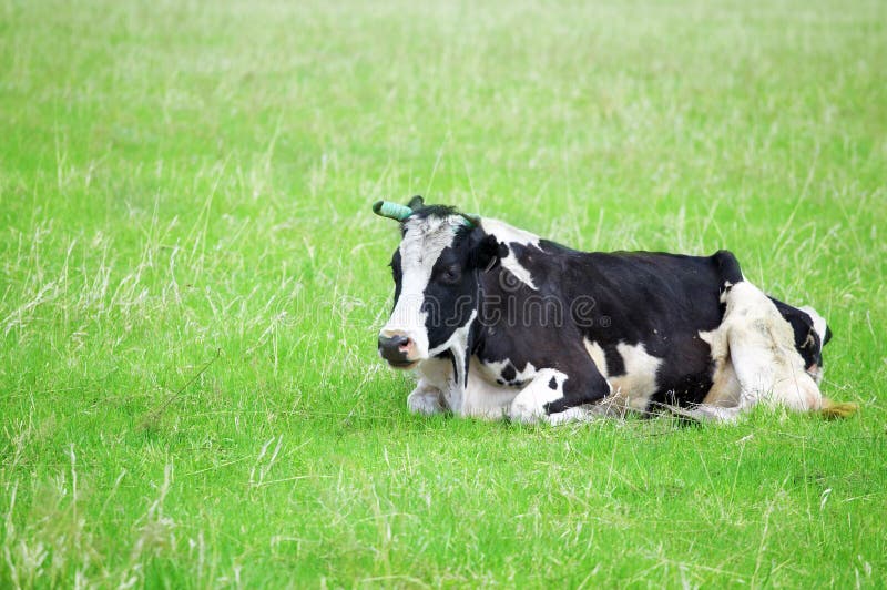 Cows in green field stock image. Image of agriculture - 5321481