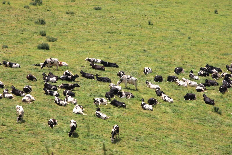 Cows in green field stock photo. Image of lots, animals - 5688244
