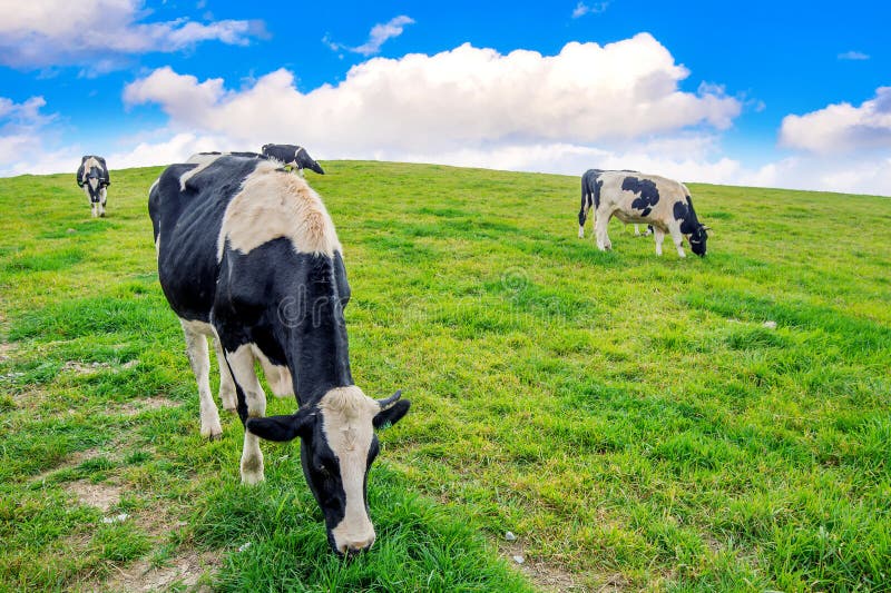 Cows on green field. stock photo. Image of field, landscape - 64471956