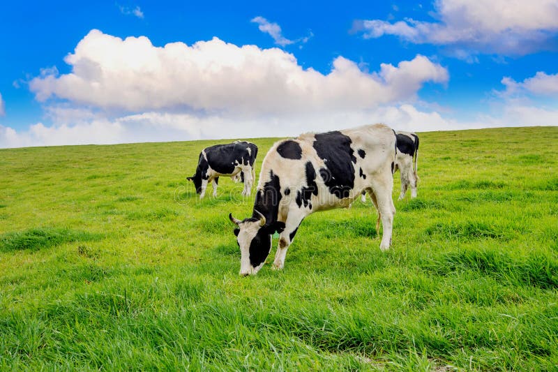Cows on green field. stock image. Image of agriculture - 64471937