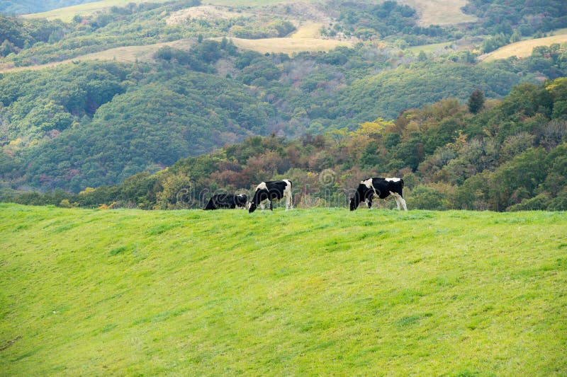 Cows on green field. stock photo. Image of beef, cows - 64472286