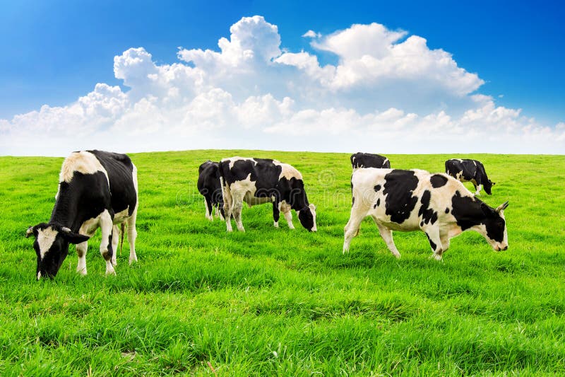 Cows on a Green Field and Blue Sky Stock Photo - Image of grazing ...