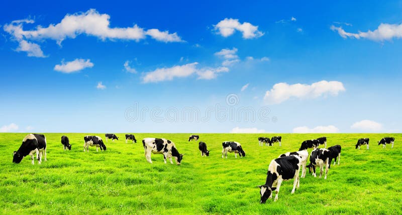 Cows on green field. stock photo. Image of field, landscape - 64471956