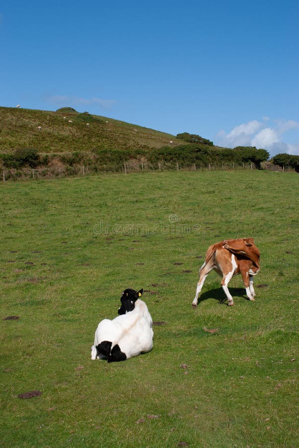 Cows in a Green Field on a Coastline Grazing Stock Image - Image of ...