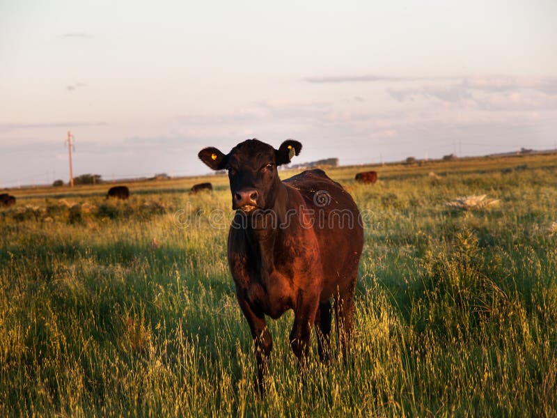 Cows in the farm stock image. Image of outdoors, standing - 135994633
