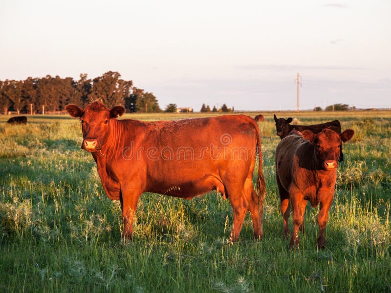 Cows in the farm stock image. Image of meadow, countryside - 135994635