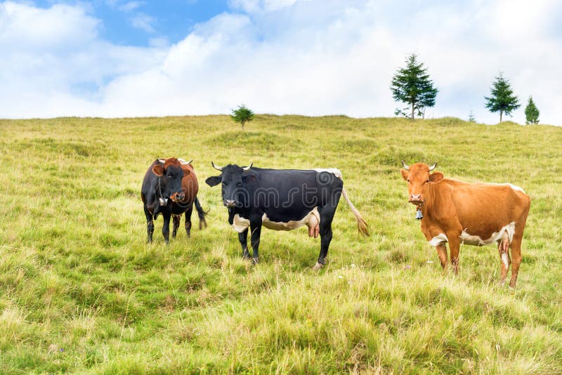 Cows on the green field stock image. Image of country - 83382205