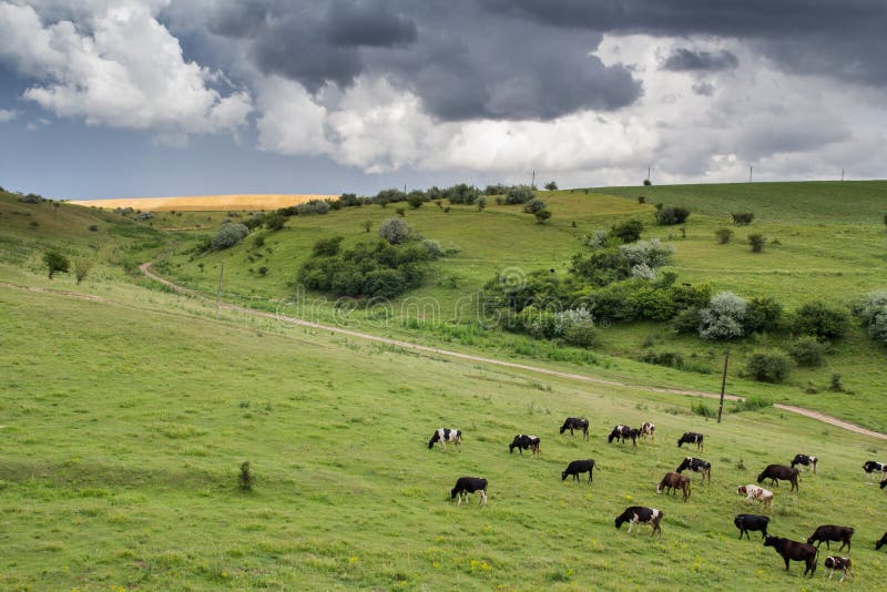 Cows on a green field stock image. Image of field, sunny - 76478737