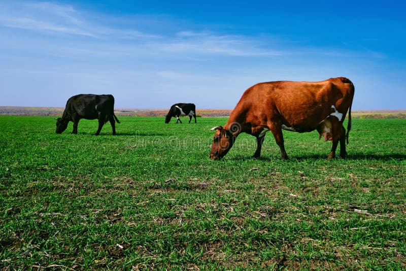 Cows on green field. stock photo. Image of field, landscape - 64471956