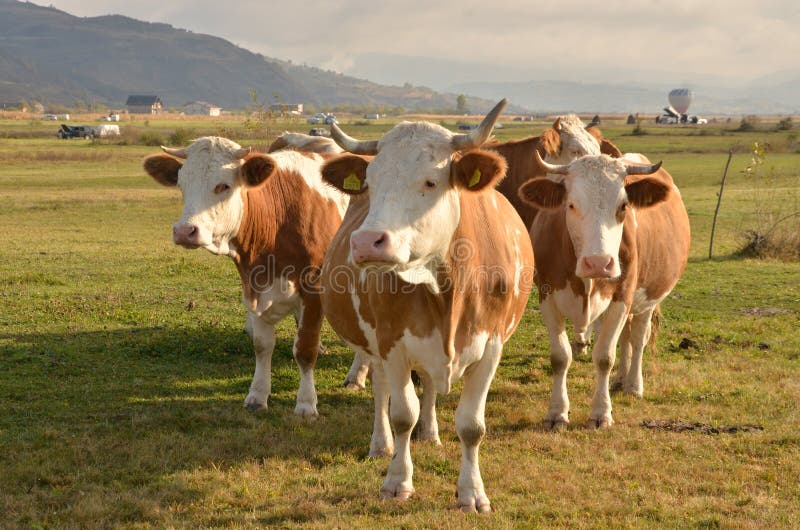 Cows on a green field stock photo. Image of farmland - 144195030