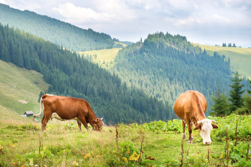 Cows on the Green Field at Mountains Stock Image - Image of herd ...