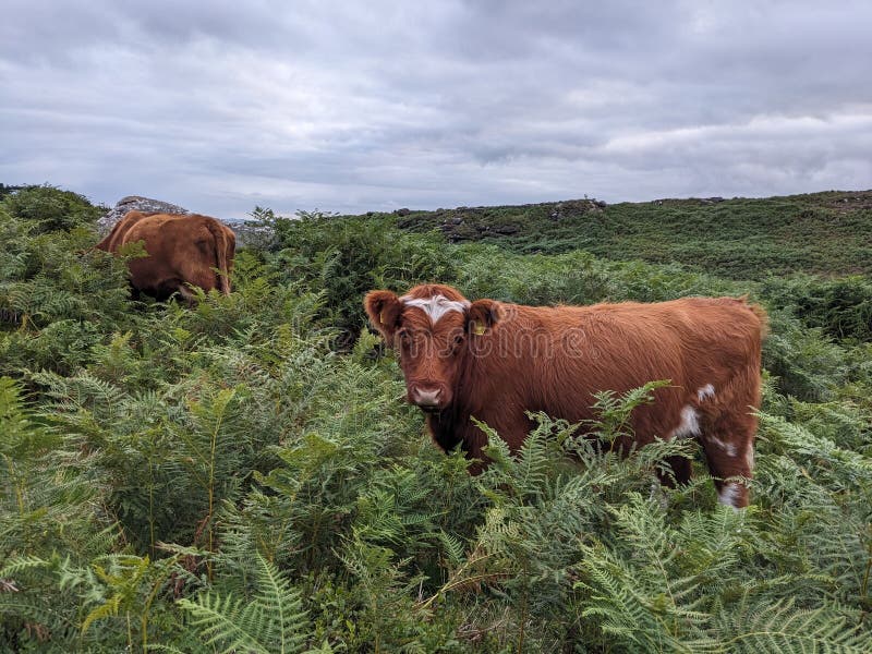 Cows in a Green Field in the Peak District Stock Photo - Image of peak ...