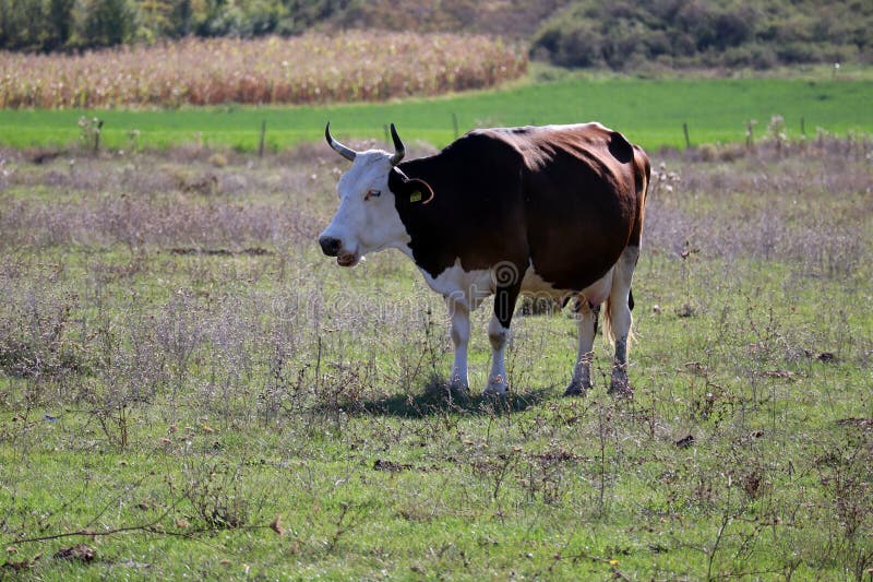 Cows on the Green Field, Rural Area Stock Photo - Image of farming ...