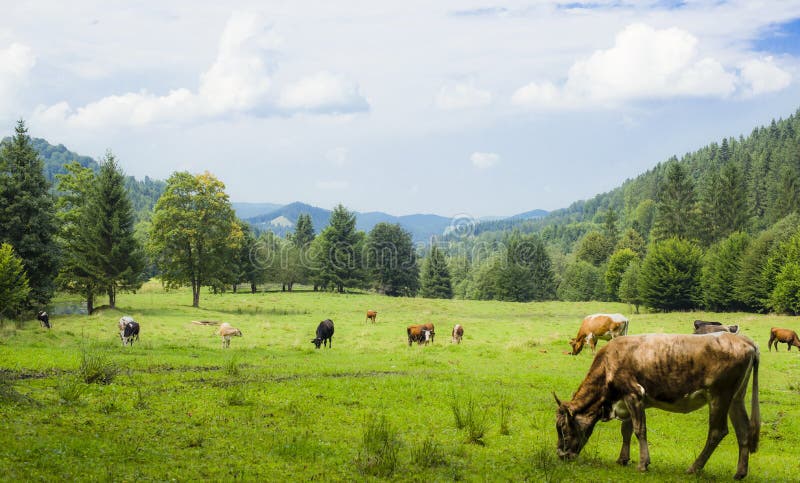 Cows in green field stock image. Image of brown, field - 43464585
