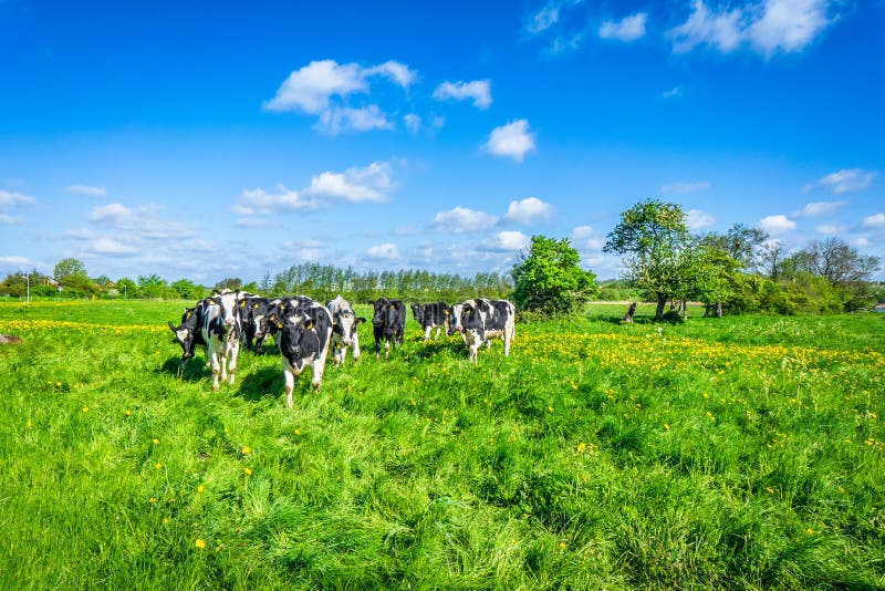 Cows on a green field stock photo. Image of animal, bull - 55970310