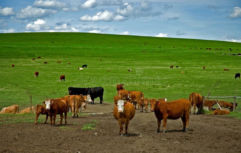 Cows on Green Pasture stock image. Image of wire, cattle - 2835181