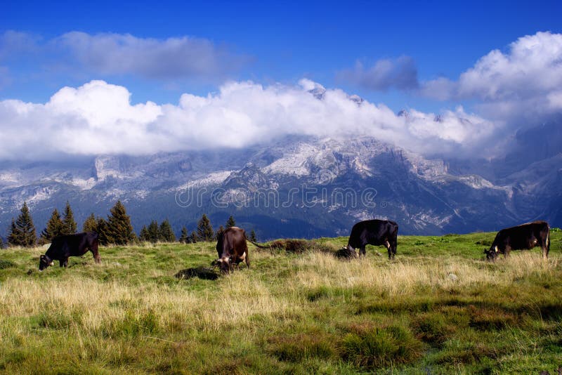 Cows in green pasture stock image. Image of background - 83963591