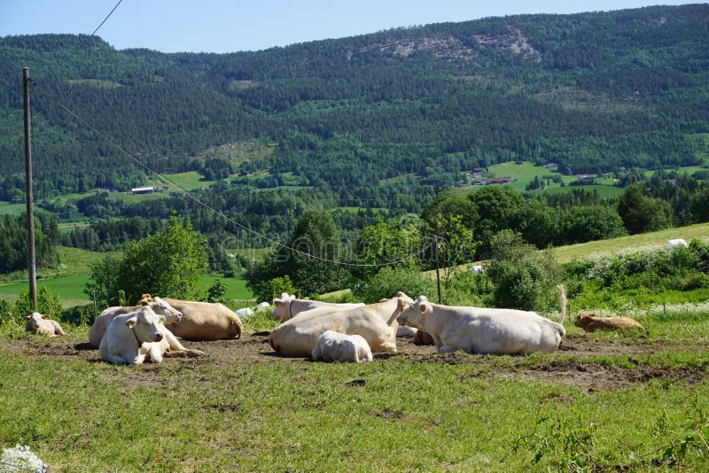 Cows in green pasture stock image. Image of green, summer - 72810547
