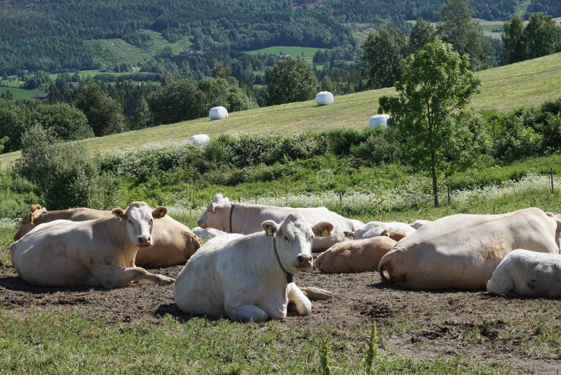 Cows in green pasture stock photo. Image of beautiful - 72810810