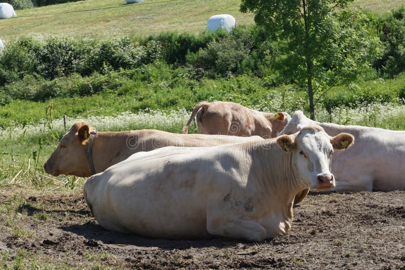 Cows in green pasture stock image. Image of farming, animals - 72811159