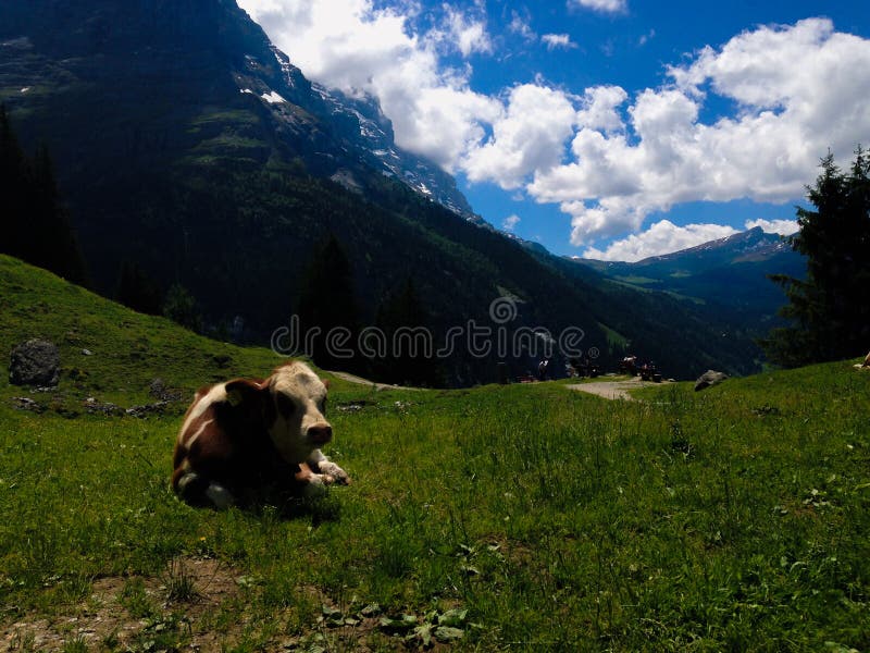 The cows from Grindelwald stock image. Image of grass - 154717073