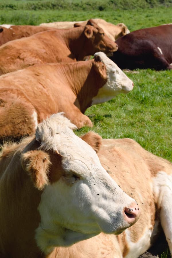 Group of cows stock photo. Image of herd, group, england - 93996436