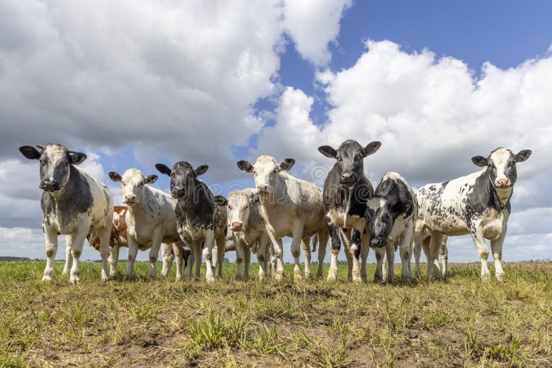 Cows Group in Front Row, a Black and White Herd Together in a Field ...