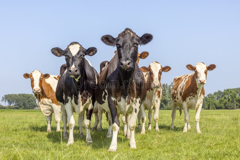 Cows in a Group Together in a Field, Looking at the Camera, Happy and ...