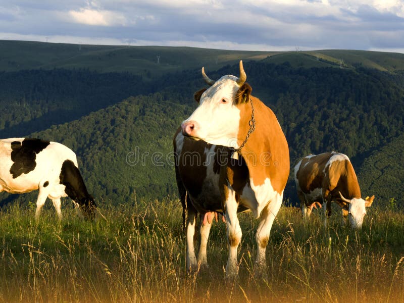 Cows stock photo. Image of cattle, hill, field, idyll - 74236614