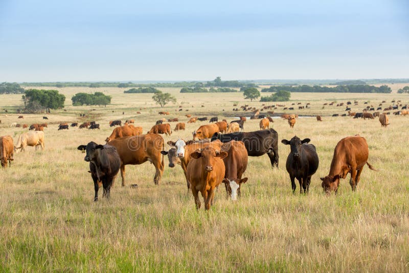 Cows Having Been Weaned from Their Calves on the Beef Cattle Ranch ...
