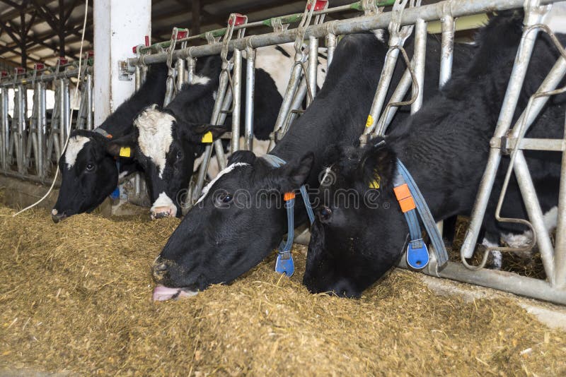 Cows and hay in the barn stock photo. Image of eating - 83337318