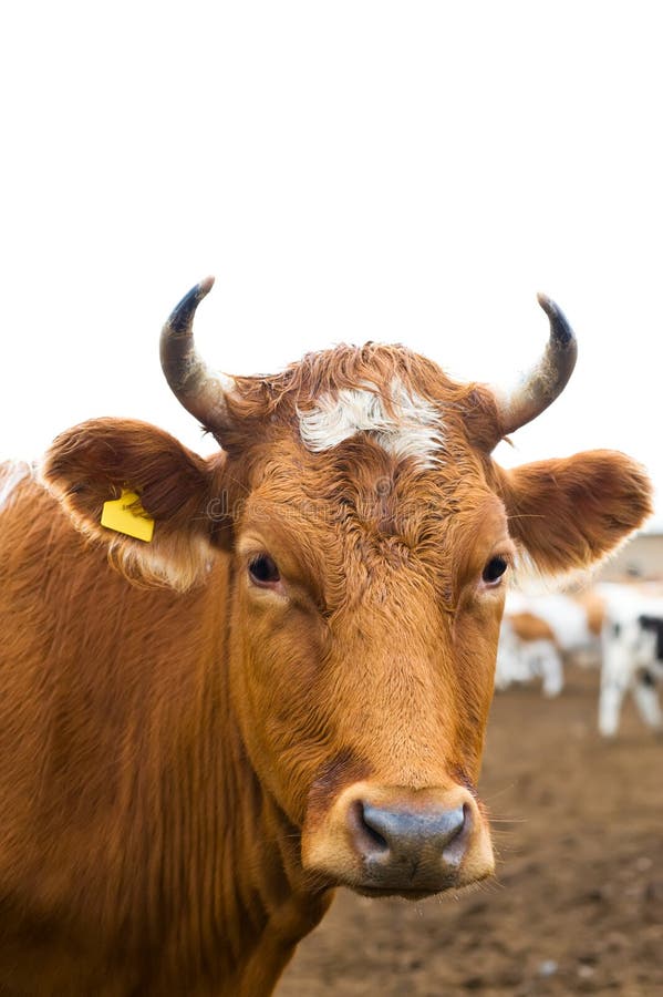 Brown cow stock image. Image of farm, head, close, portrait - 10007785