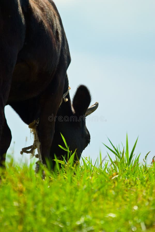 Cows Kick Stock Photos - Free & Royalty-Free Stock Photos from Dreamstime