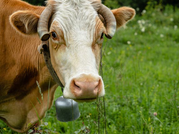 The Cows Head is Facing the Camera. on the Neck Hangs a Bell. the Ends ...